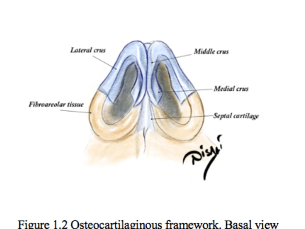 A fantastic medial illustrations | Upwork