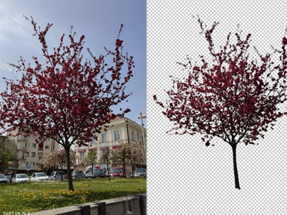 All kinds of complexity image cut out from background | Upwork