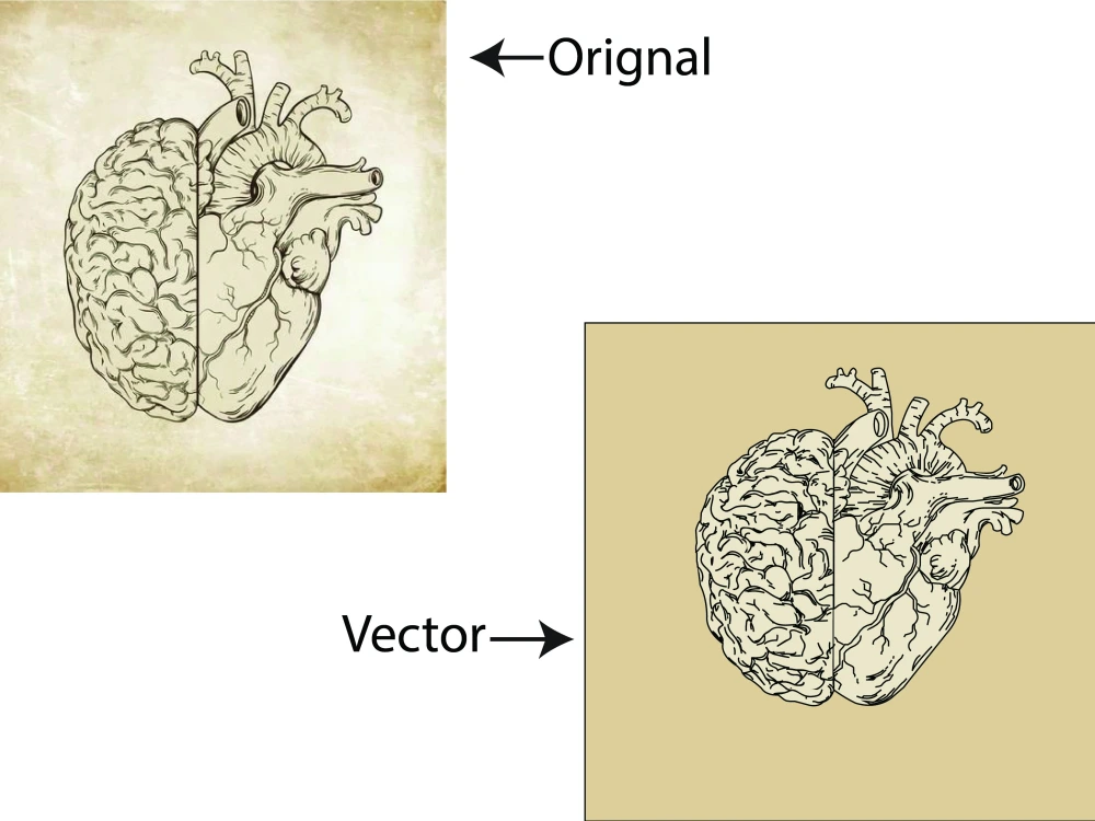 Perfect vector tracing and i will recreate your complex pictures | Upwork