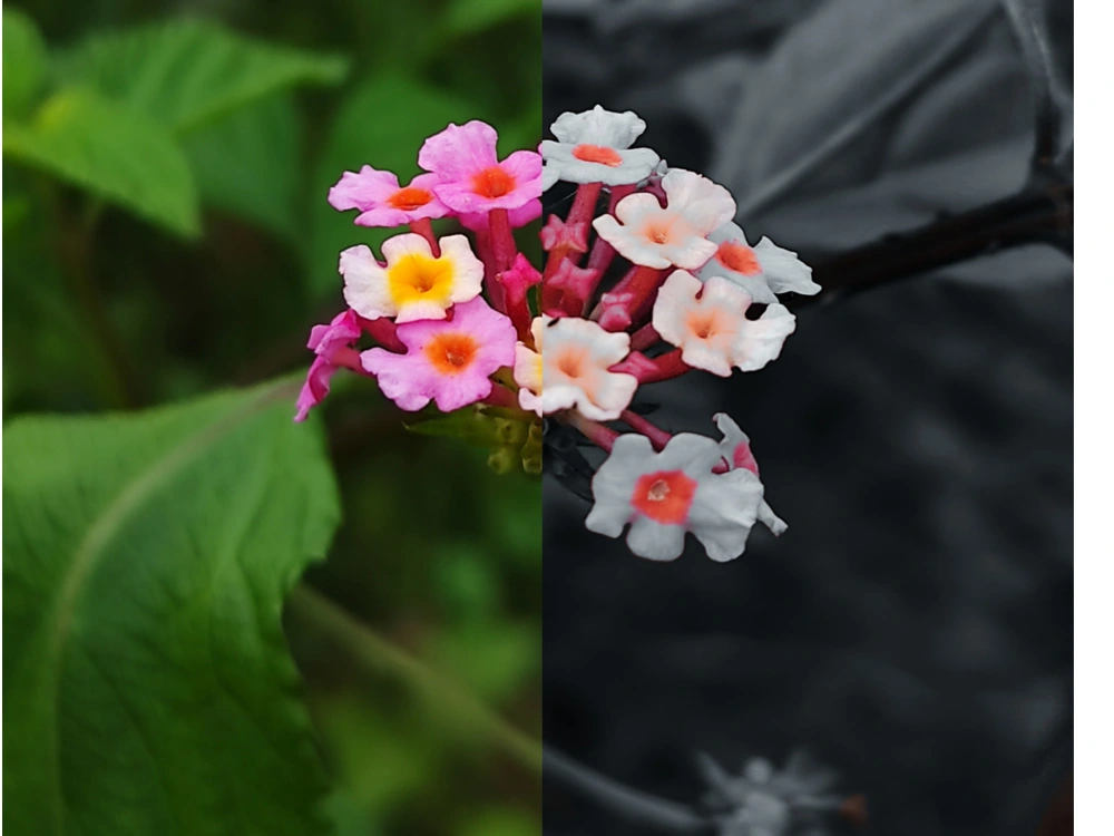 A fantastic edited photos, color grading images, social media ...