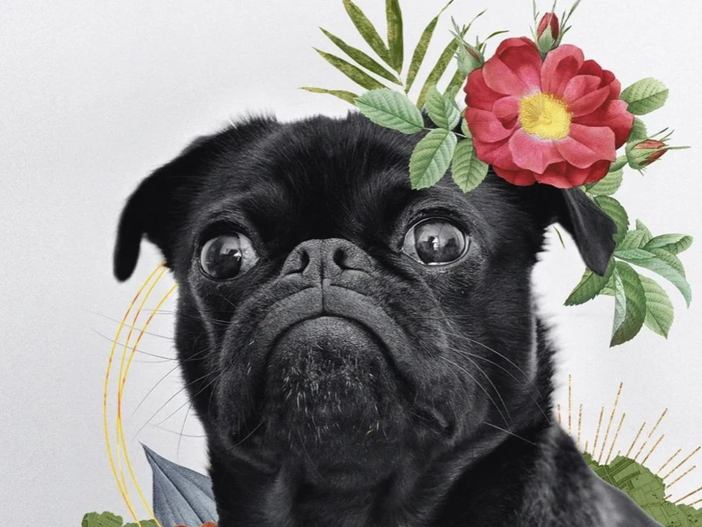 An amazing collage design | Upwork