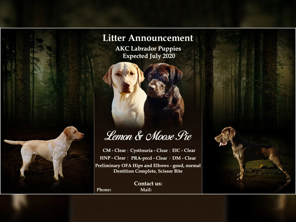 An amazing dog breeding poster- litter announcement poster | Upwork