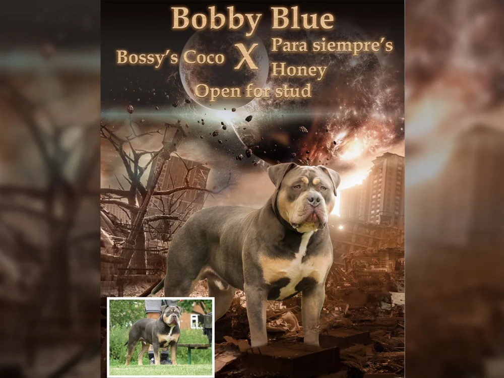 An amazing dog breeding poster- litter announcement poster | Upwork