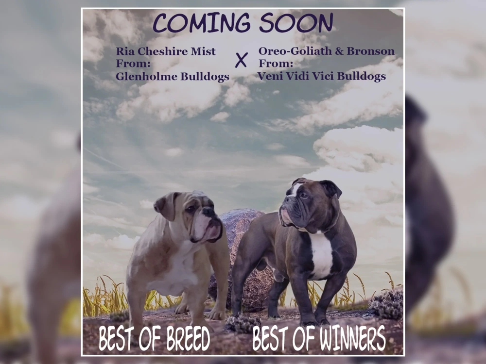 An amazing dog breeding poster- litter announcement poster | Upwork