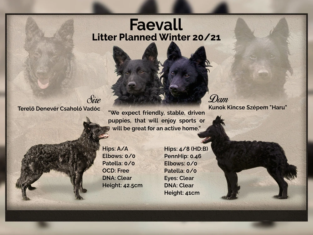 An amazing dog breeding poster- litter announcement poster | Upwork