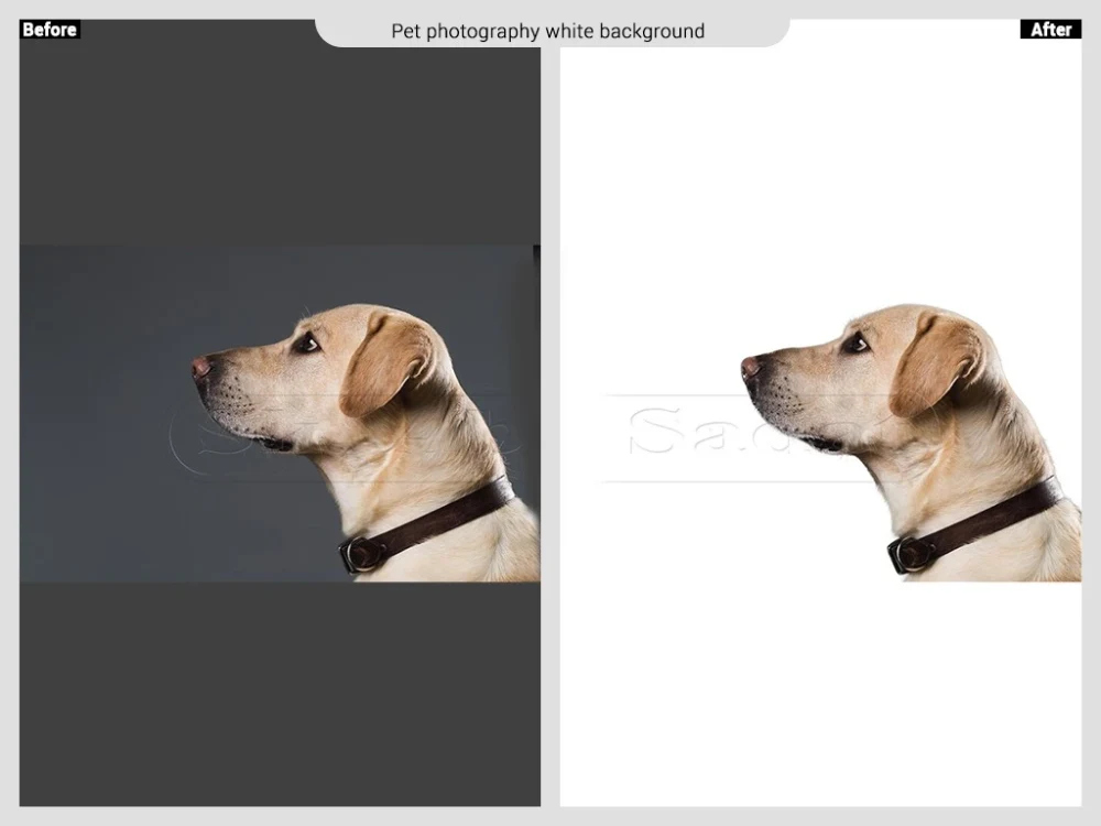 Background change, including dogs, cats, and other pet images | Upwork