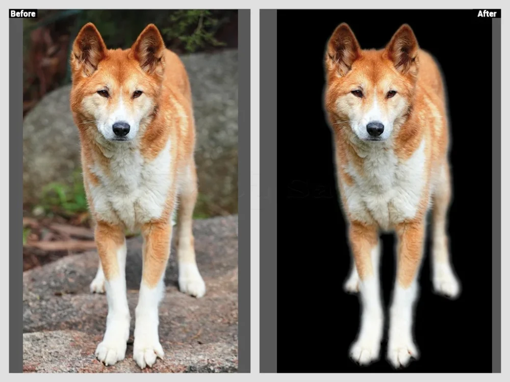 Background change, including dogs, cats, and other pet images | Upwork