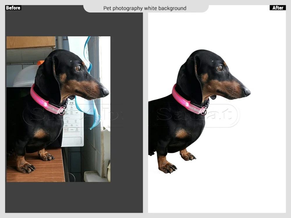 Background change, including dogs, cats, and other pet images | Upwork