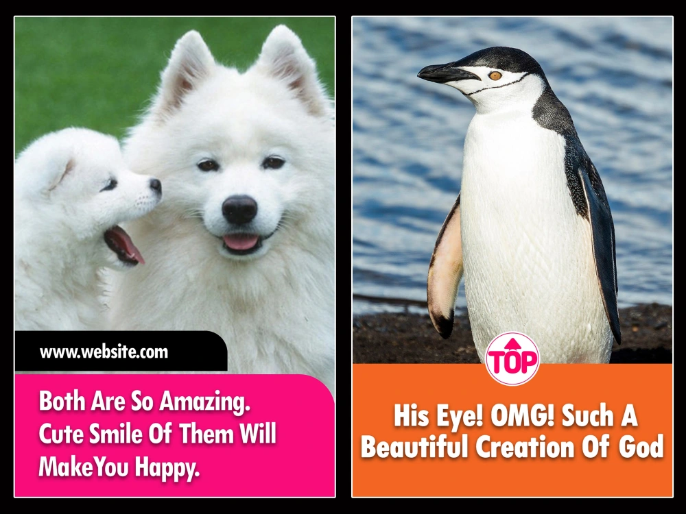 Most Engaging Pinterest Pins Design Upwork