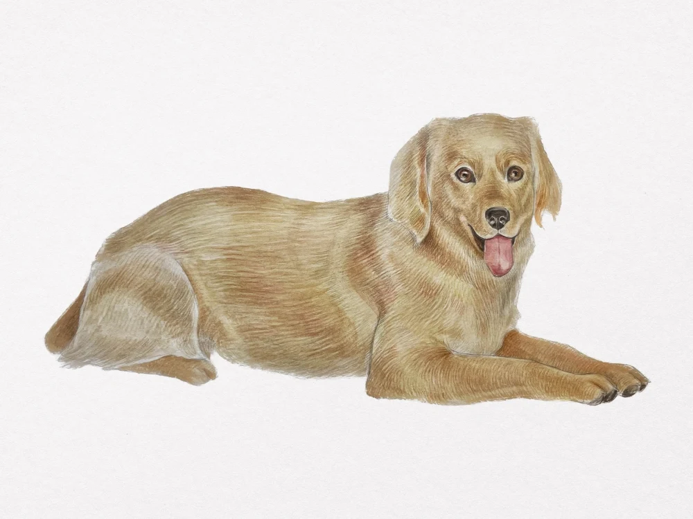 An amazing realistic pet, dog or cat portrait | Upwork