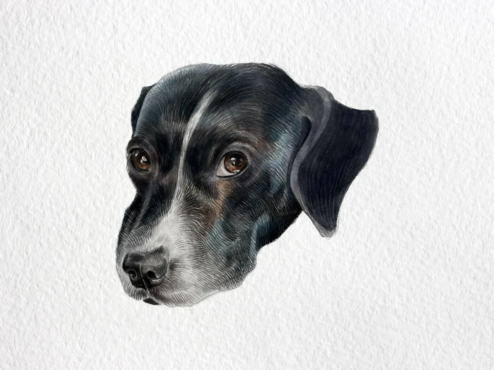 An amazing realistic pet, dog or cat portrait | Upwork