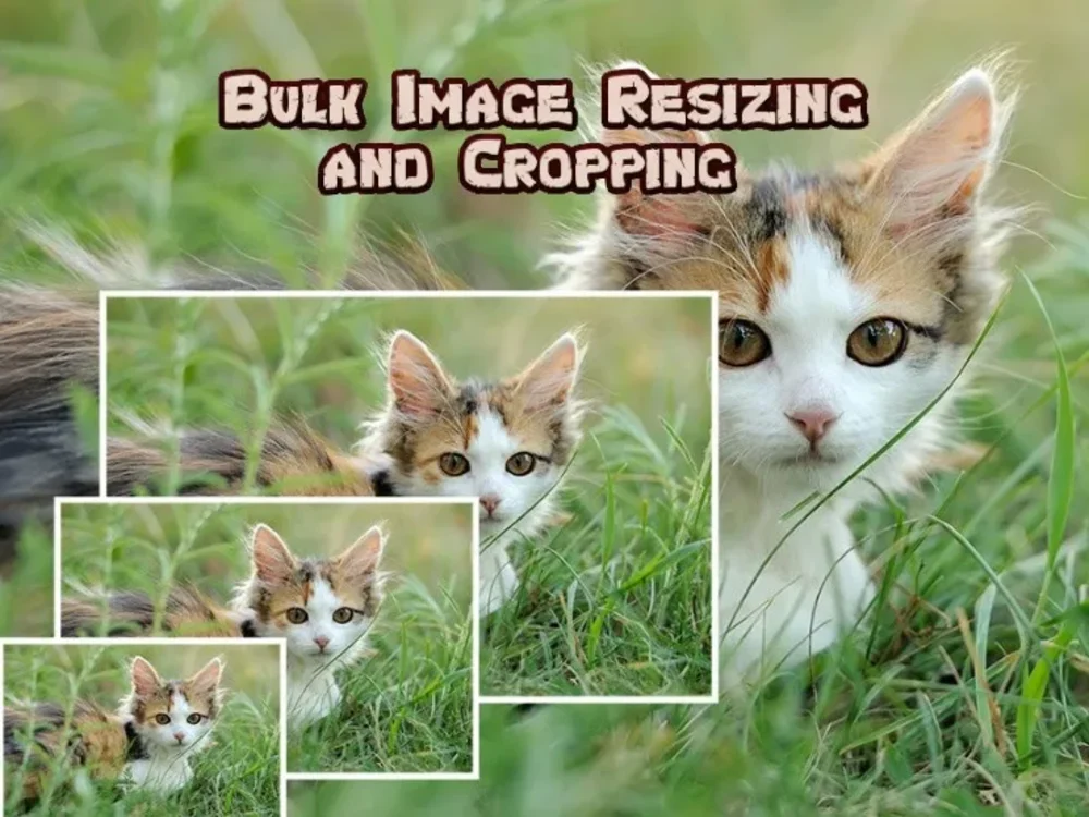 Bulk image resizing and cropping | Upwork