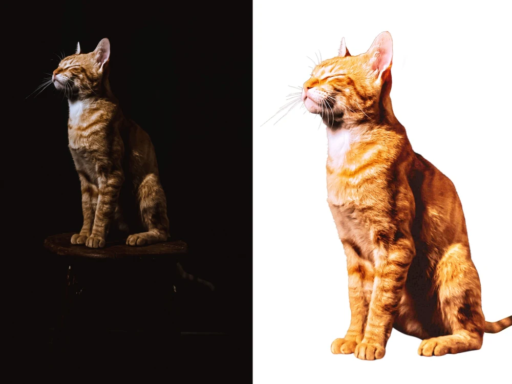 A best image background remove service | Upwork