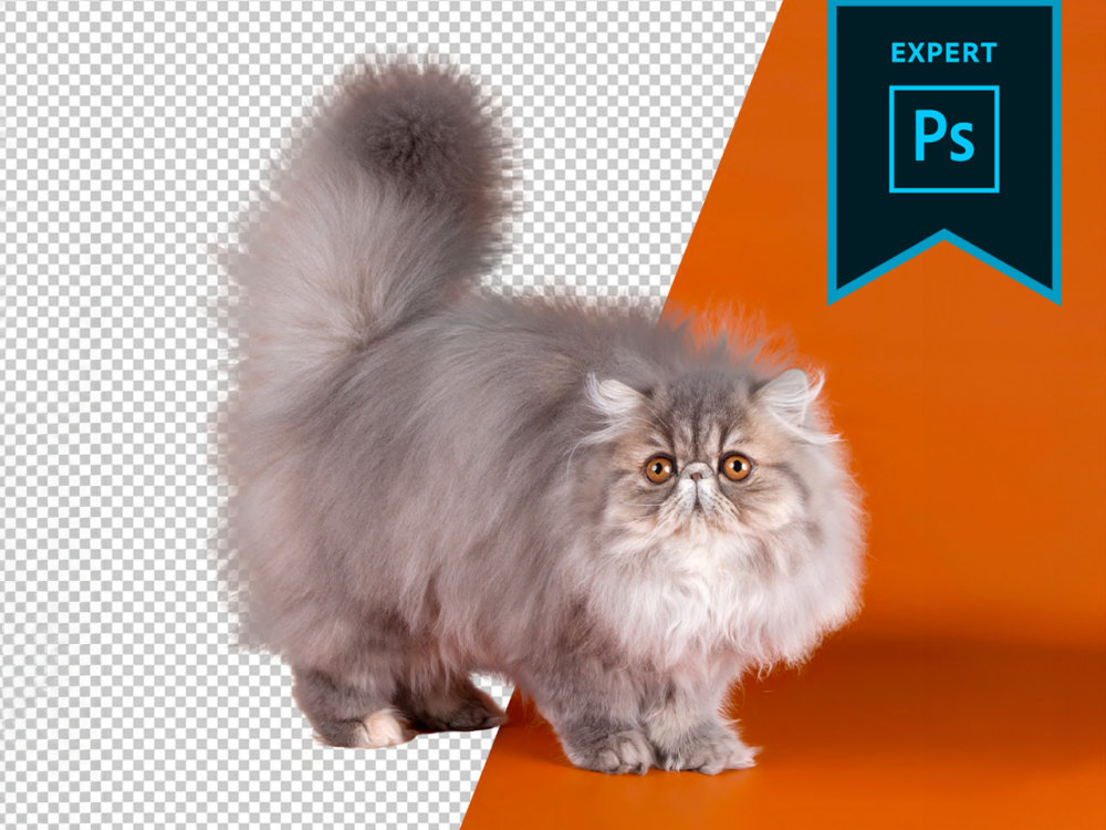 Detailed background removal (Photoshop) | Upwork Detailed background removal (Photoshop) | Upwork