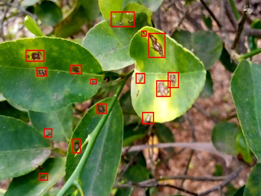 Image Annotation For Object Detection And Segmentation Upwork