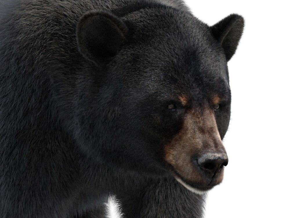 3d animal model, animal animation,3d character, rigging with xgen hair ...