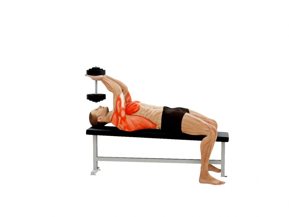 Realistic male or female workout animation with highlighted muscles ...