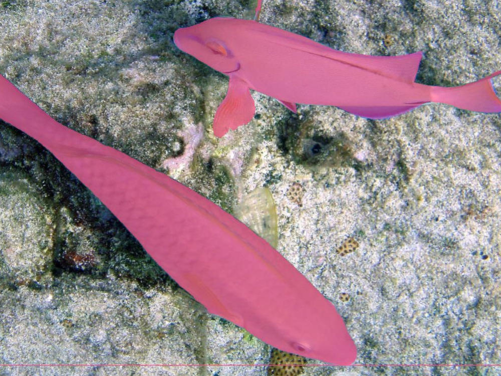 Image Data Annotations/Labeling/Bounding Box/Polygon Annotation AI ML ...