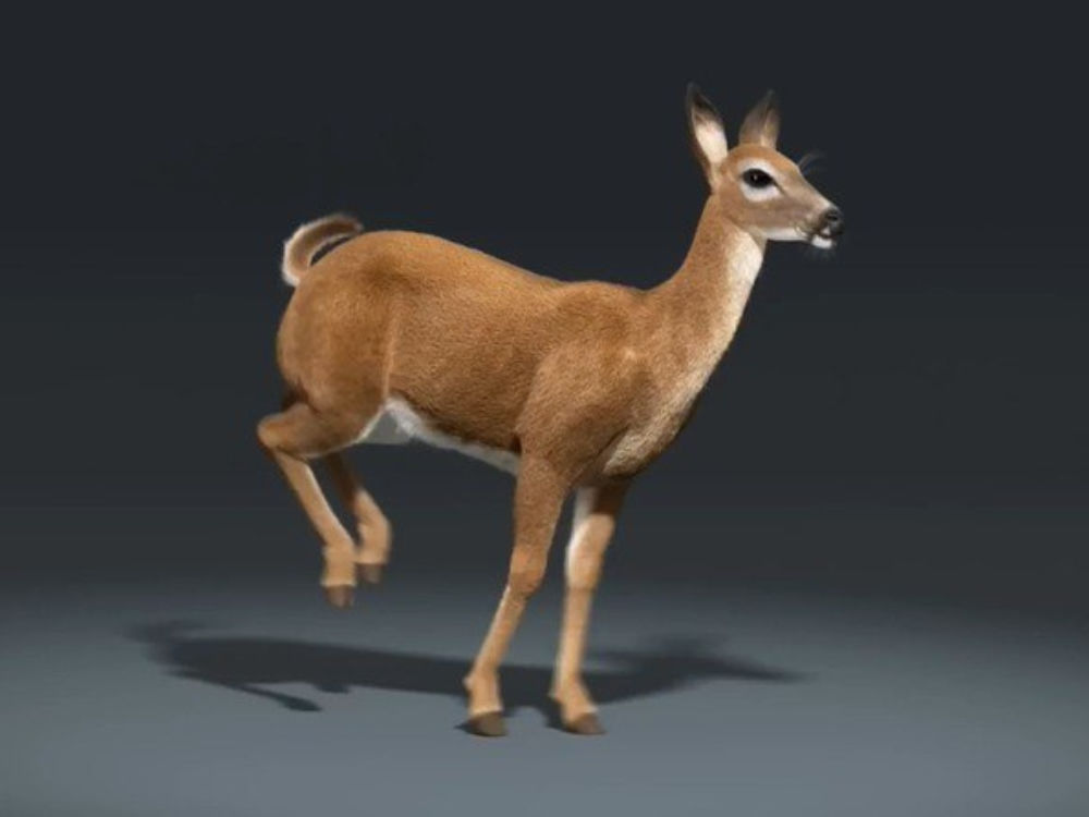 Realistic 3d animal model, rigging, animal hair, fur, 3D animal ...