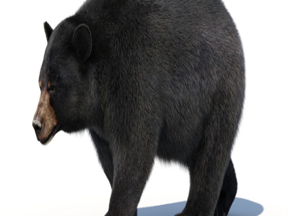 Realistic 3d animal model 3d creature design 3d model animal fur xgen ...