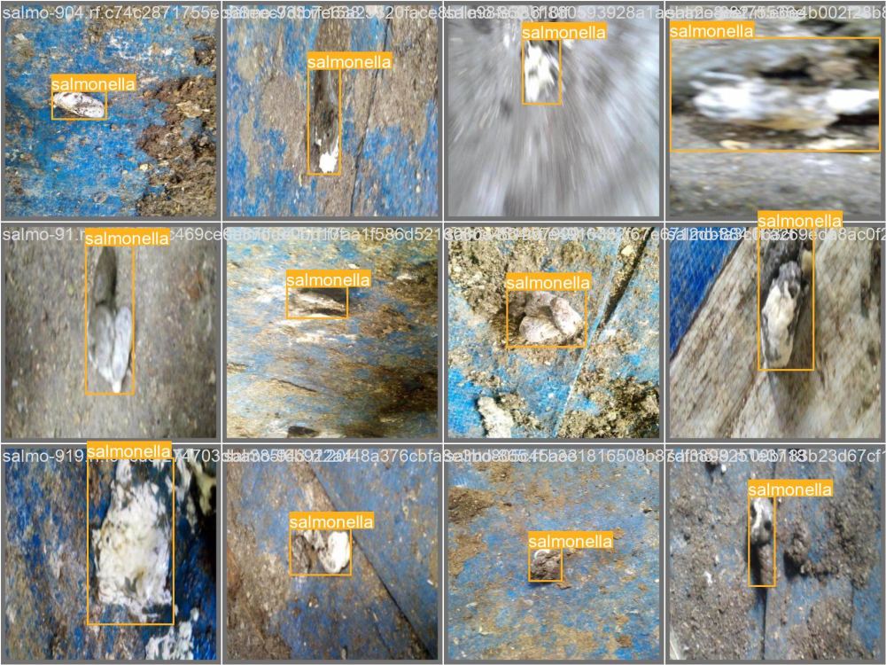 A deployable real Time Detection and Classification Model. | Upwork