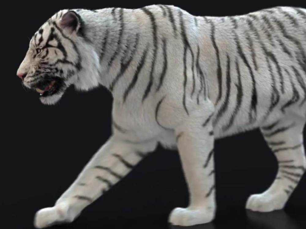 A 3d animal animation, cgi animation, animal model, animal rigging | Upwork