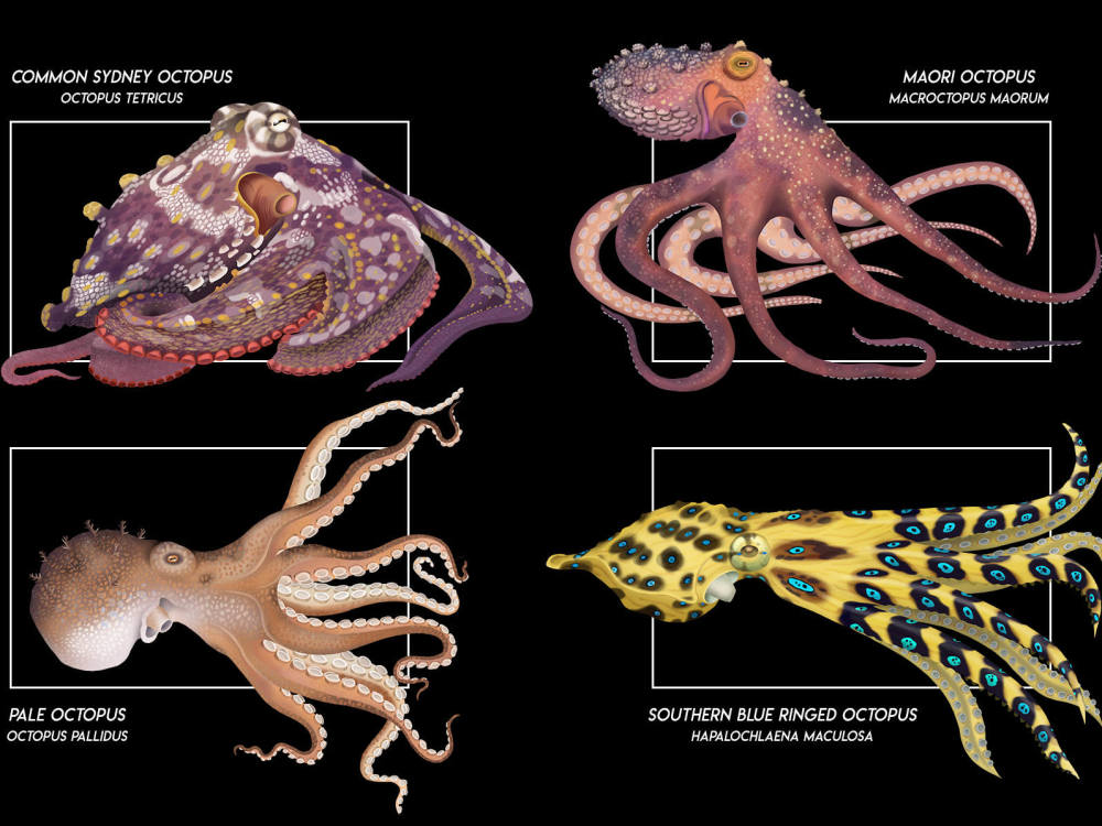 Scientifically accurate illustration of plant, animal, insect | Upwork