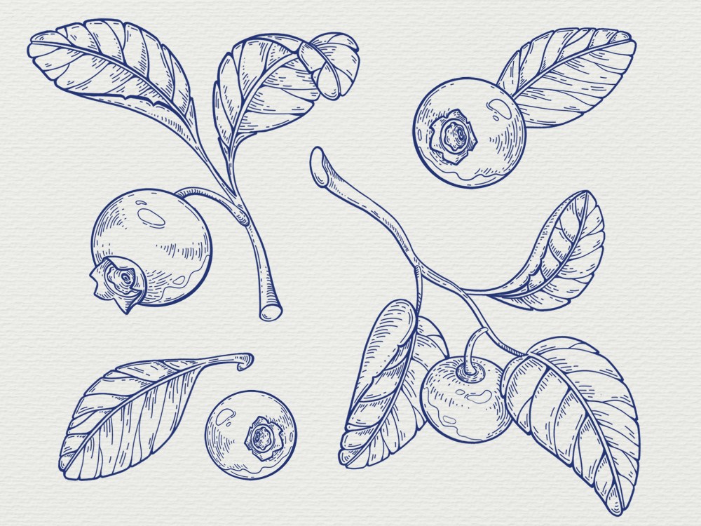 A High Quality Line Drawing illustration | Upwork