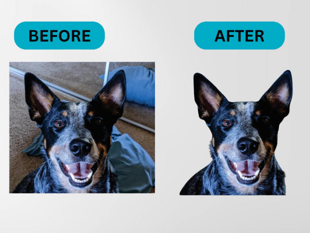 A professional vector art | Upwork