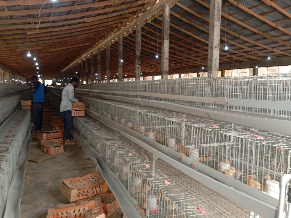 A detailed business proposal on HOW TO SET UP A MODERN POULTRY FARM ...