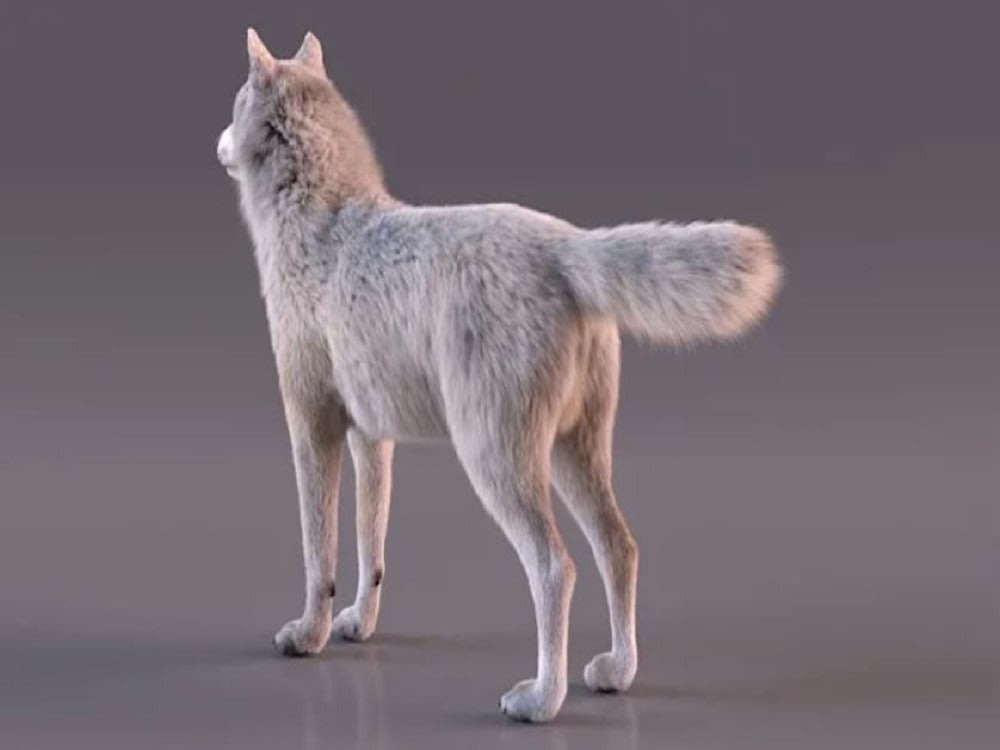 3d animal animation, 3d animal model, cgi animal animation, animal fur | Upwork