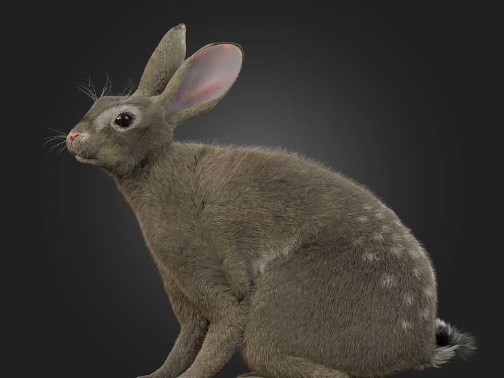 Realistic fur grooming Blender | Upwork