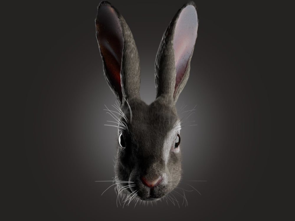 Realistic fur grooming Blender | Upwork
