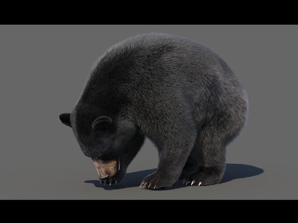 Cgi 3d animal animation 3d rigging 3d model realistic 3d fur 3d ...