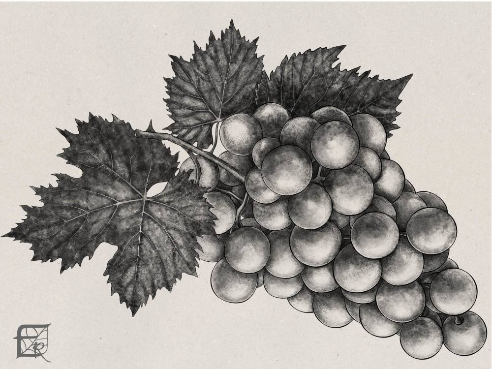 Draw a pencil, pen, ink illustration in digital | Upwork