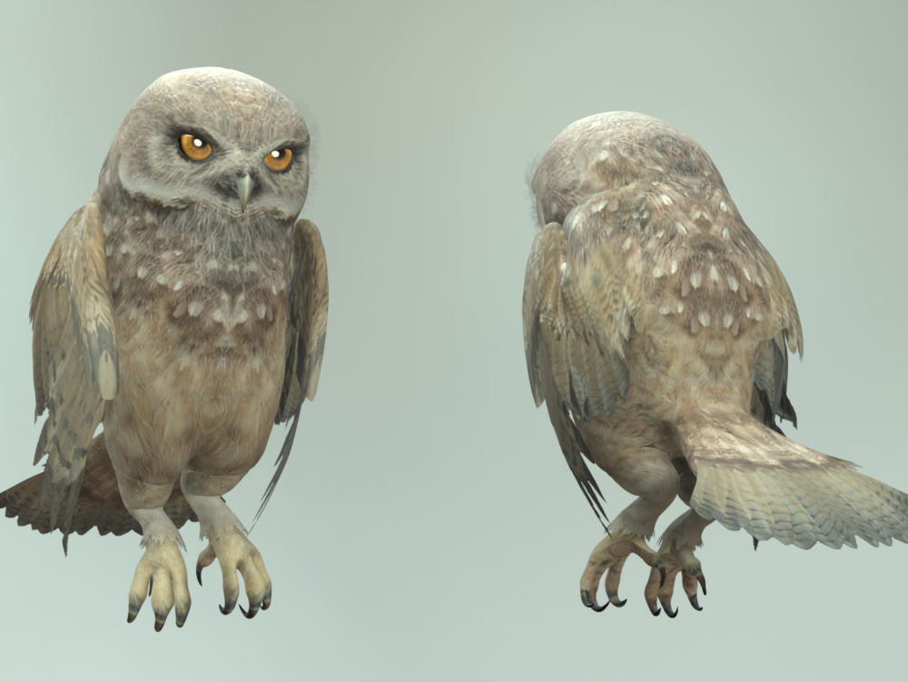 High-quality Birds 3D model and animation for games | Upwork