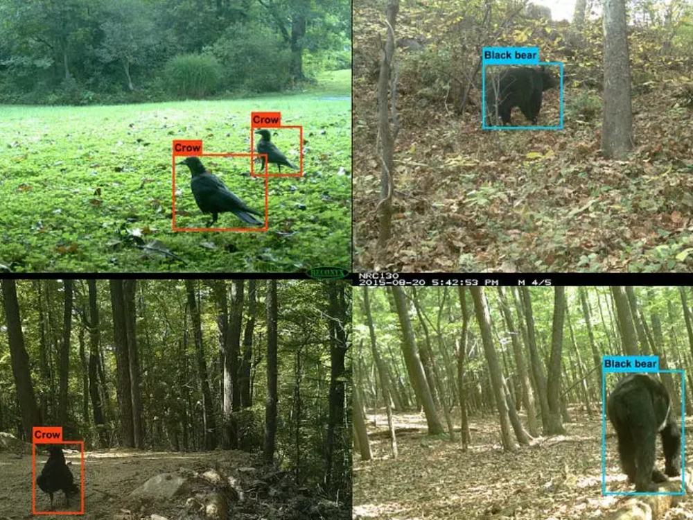 Custom Object Detection Image Segmentation And Object Counting Upwork