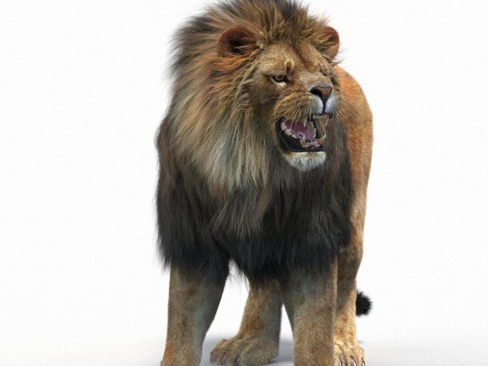 Animal model,3d creature with xgen hair, realistic fur,3d animal ...