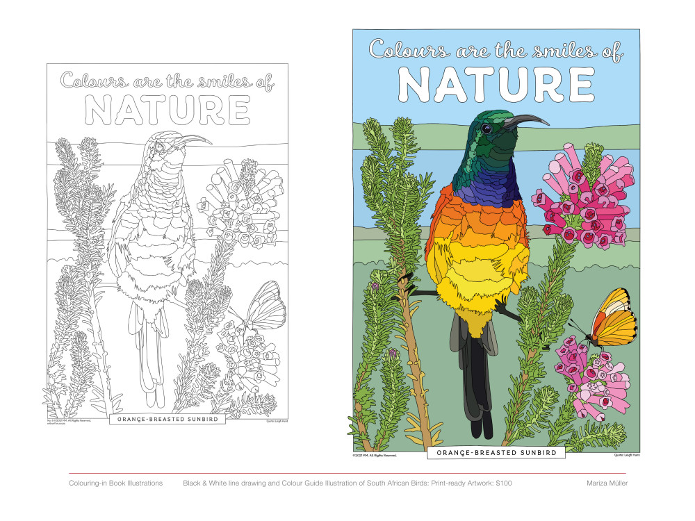 A Nature inspired line drawing Illustration for a Colouring-in Book ...