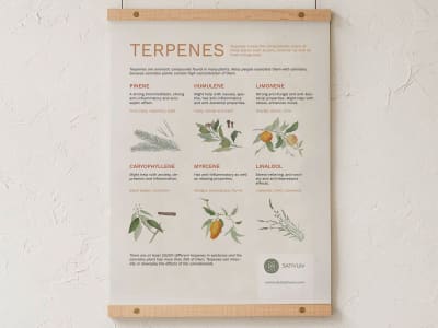 Infographic Digital Illustrations Design Services | Upwork