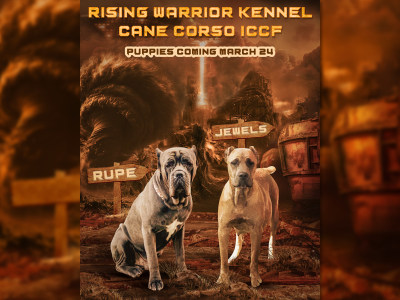 An amazing dog breeding poster- litter announcement poster | Upwork