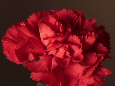 You'll Get Stunning Photos | Upwork