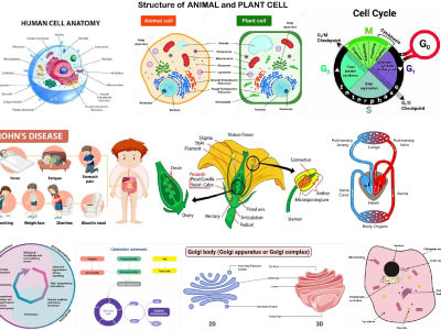 Medical / Biology-related Diagrams and Illustrations on biorender | Upwork