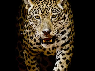 Images without backgrounds (remove backgrounds from your selected ...