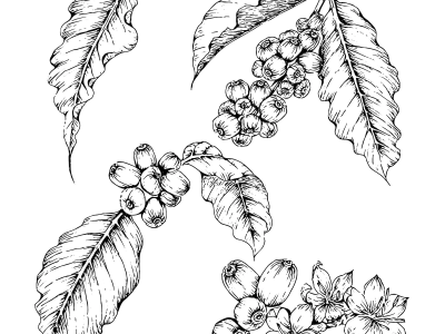Botanical Illustration with Pen and Ink | Upwork