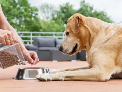 A pet formulation as you described | Upwork