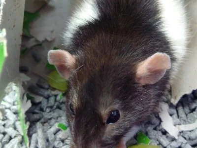 Up-to-date, science-based articles from a Veterinary Professional | Upwork