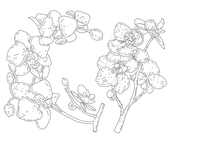 Beautifully detailed coloring pages for adults and children | Upwork