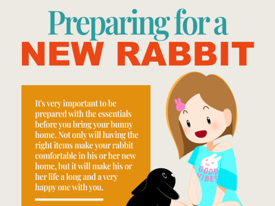 An informative and compelling article about rabbits and rabbit care | Upwork