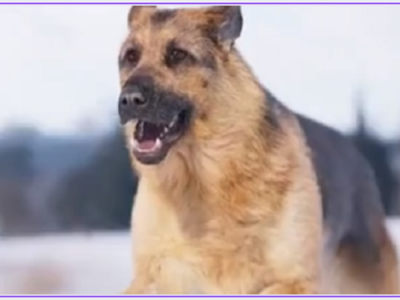 Render a realistic 3d animal animation,3d animal model, 3d bird design ...